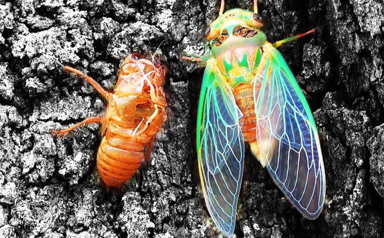 CICADA - A Poem - RANT MAG